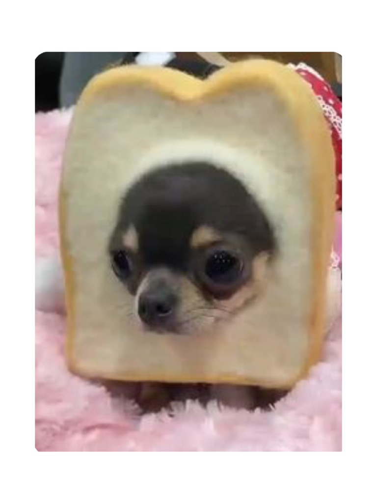 Meme Perrito Pan | PDF