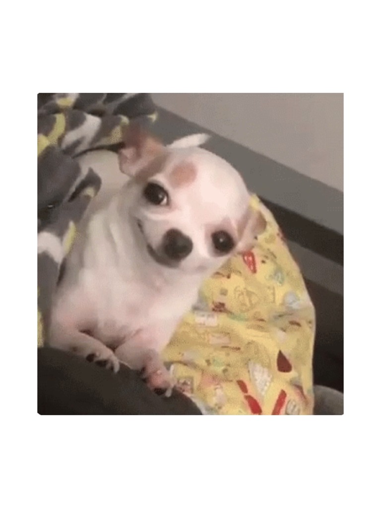 meme perrito blanco | PDF