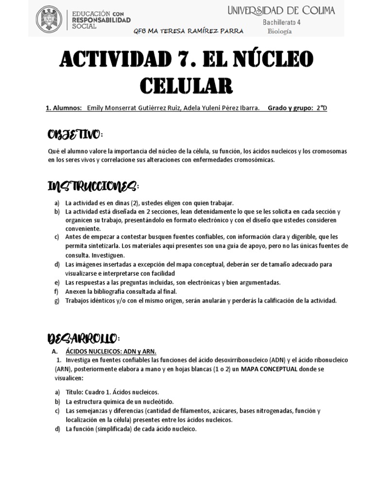 Actividad 7. El Núcleo Celular. | PDF | Adn | Cromosoma