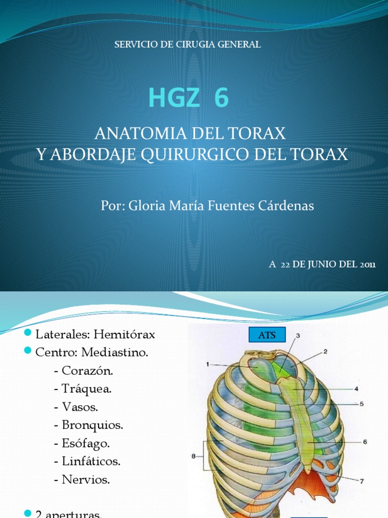 Anatomia Del Torax | PDF | Tórax | Sistema musculoesquelético