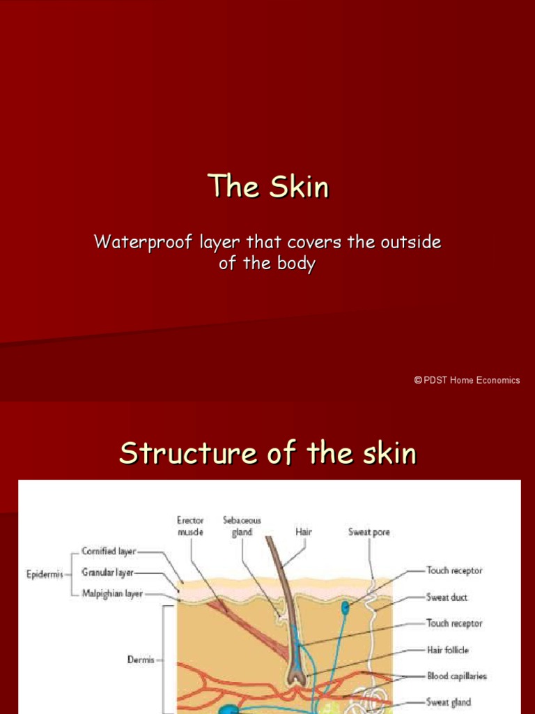Skin | PDF | Skin | Organ (Anatomy)