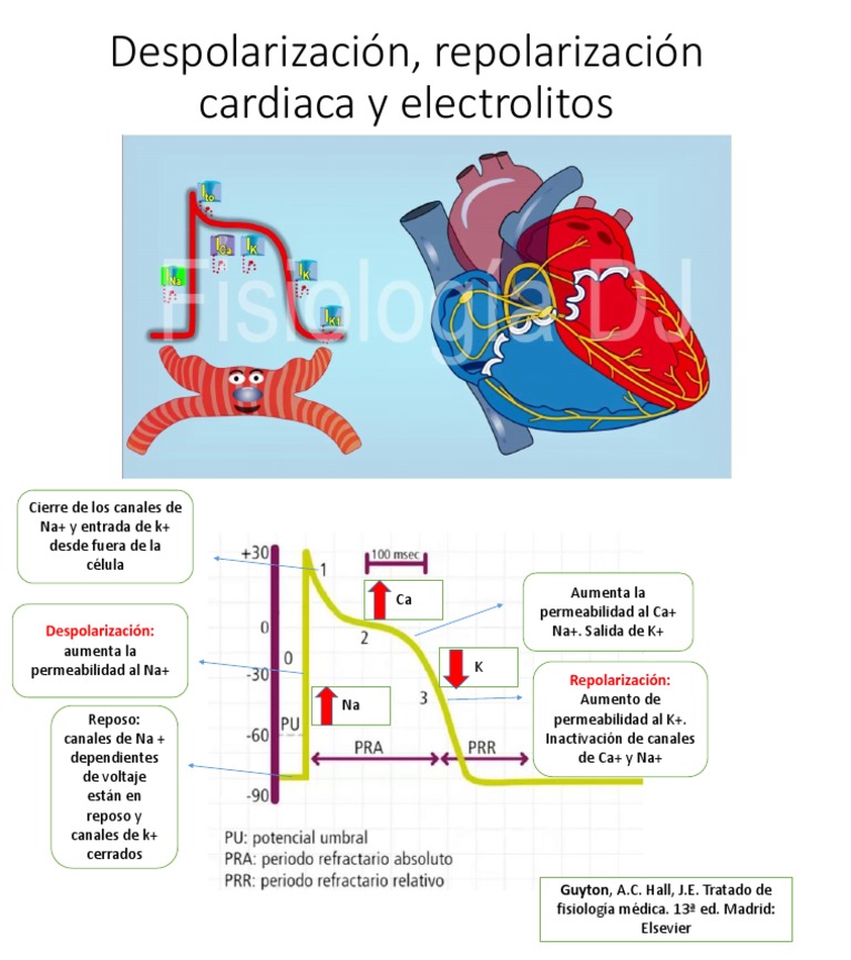Despolarización Repolarización Cardiaca y Electrolitos | PDF