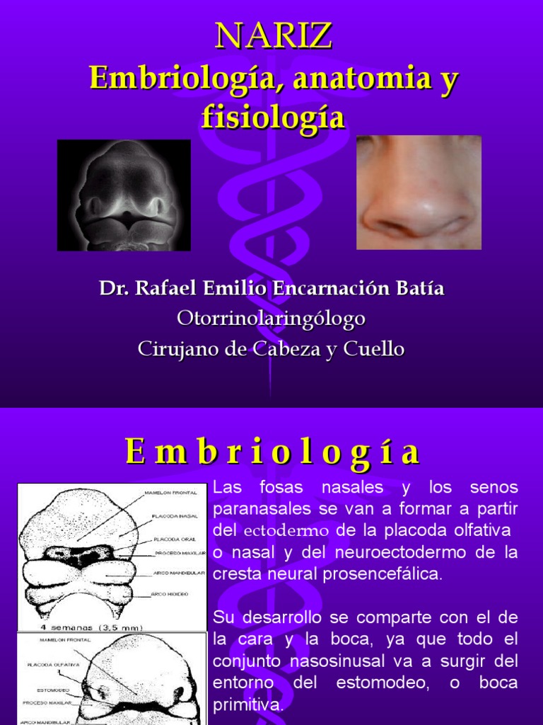 Embriologia, Anatomia y Fisiologia de La Nariz | PDF | Nariz humana | Medicina CLINICA