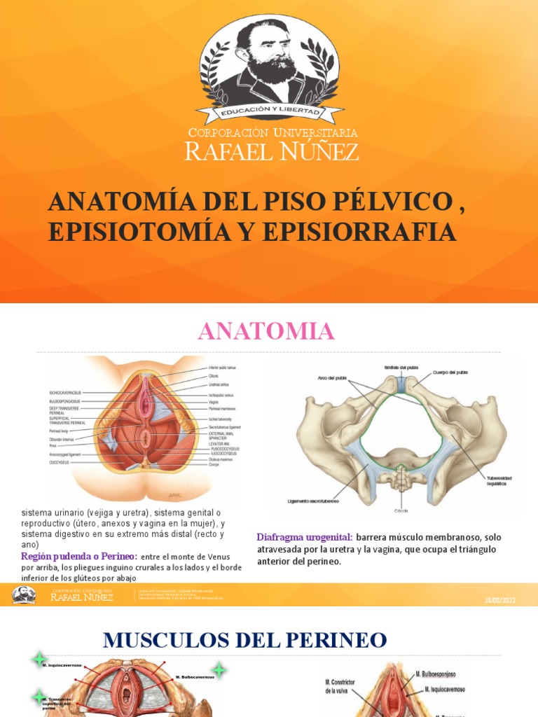 ANATOMIA DEL PISO PELVICO, EPISIOTOMIA Y EPISIORRAFIA, gineco (1) (1 ...