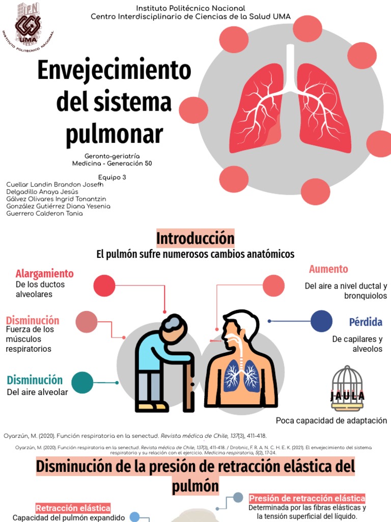 Envejecimiento Del Sistema Pulmonar - Equipo 3 | PDF | Sistema ...