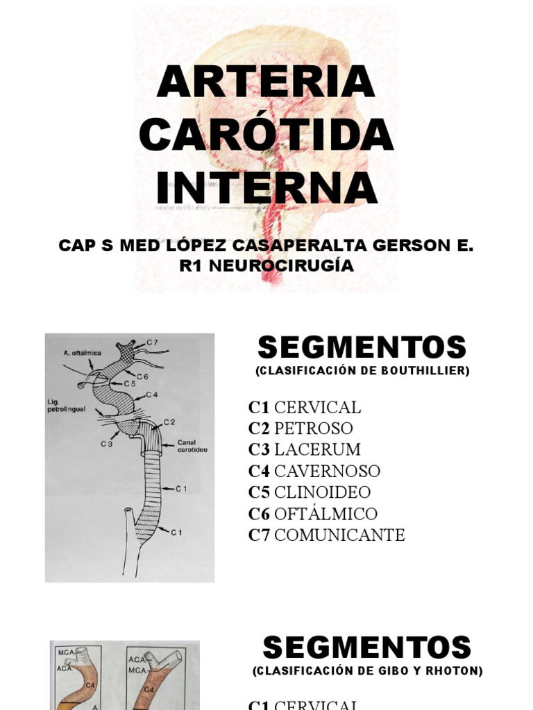 Segmentos de la Arteria Carótida Interna | PDF | Anatomía | Angiología