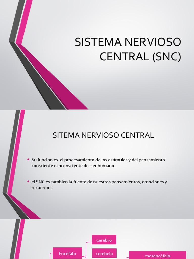 Sistema Nervioso Central (SNC) | PDF | Sistema nervioso central | Cerebro