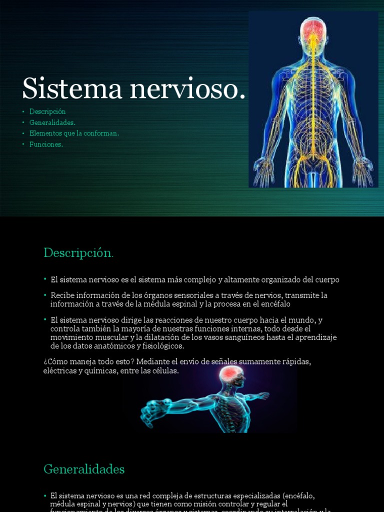 Sistema Nervioso | PDF | Sistema nervioso | Cerebro