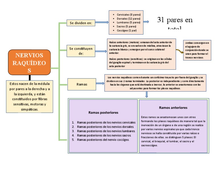 Anatomía de los Nervios Raquídeos | PDF | Nervio | Anatomía humana