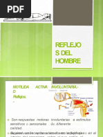 Reflejo Cremasterico | PDF