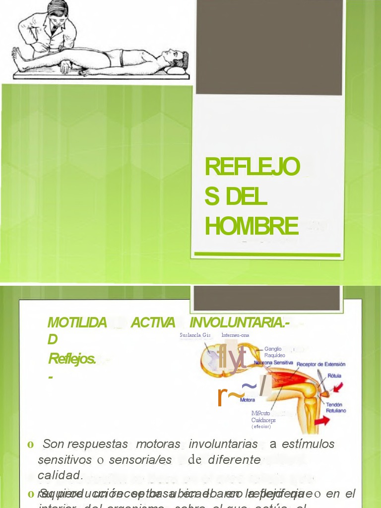 Reflejos Del Hombre | PDF | Sistema musculoesquelético | Anatomía