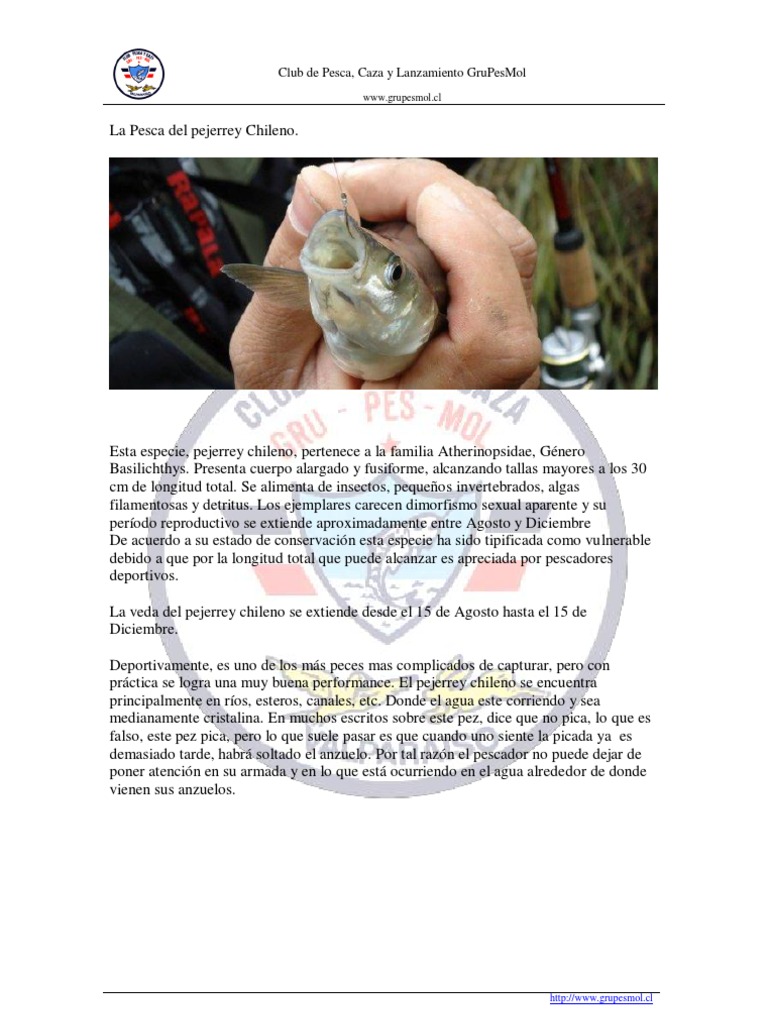 Ac - Fish - 12 - La Pesca Del Pejerrey Chileno - 1a Parte | PDF | Pesca ...