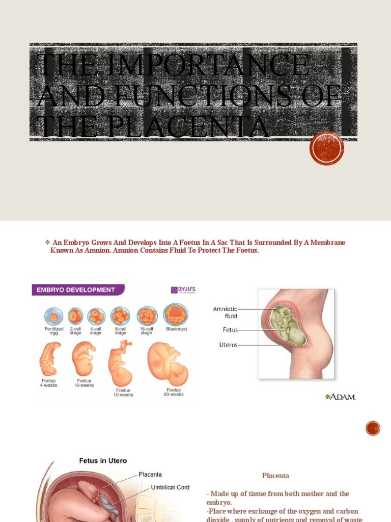 Functions and Facts About the Placenta | PDF | Fetus | Placenta