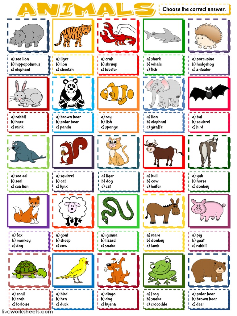 Animal Identification Quiz | PDF | General Fiction