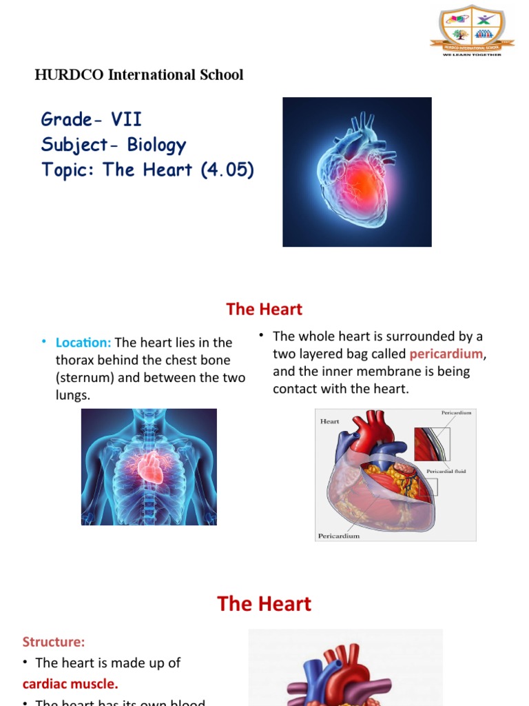 Anatomy of the Heart for Grade 7 | PDF | Heart | Ventricle (Heart)
