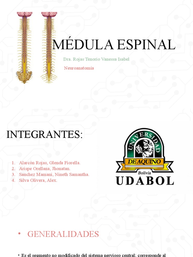 Médula Espinal | PDF | Materia gris | Médula espinal