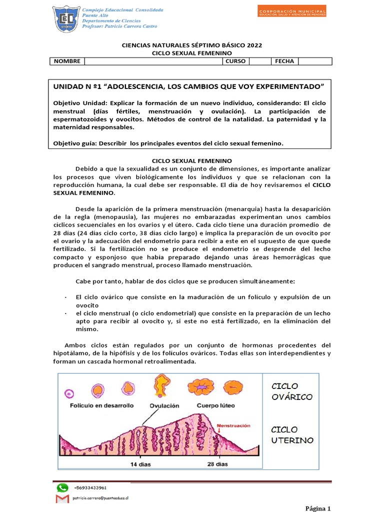 Ciclo Sexual Femenino: Etapas y Funciones | PDF | Ciclo menstrual | Ovario