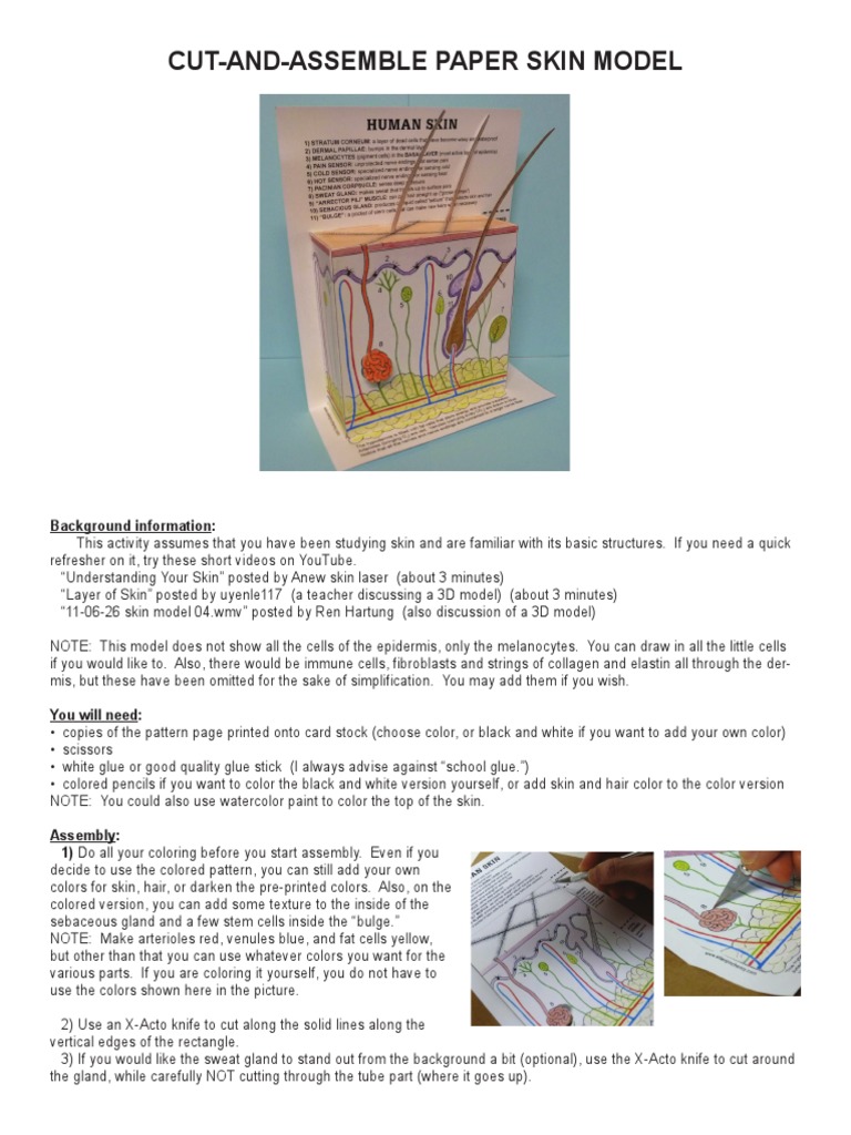 Cut-And-Assemble Paper Skin Model: Background Information | PDF | Skin ...