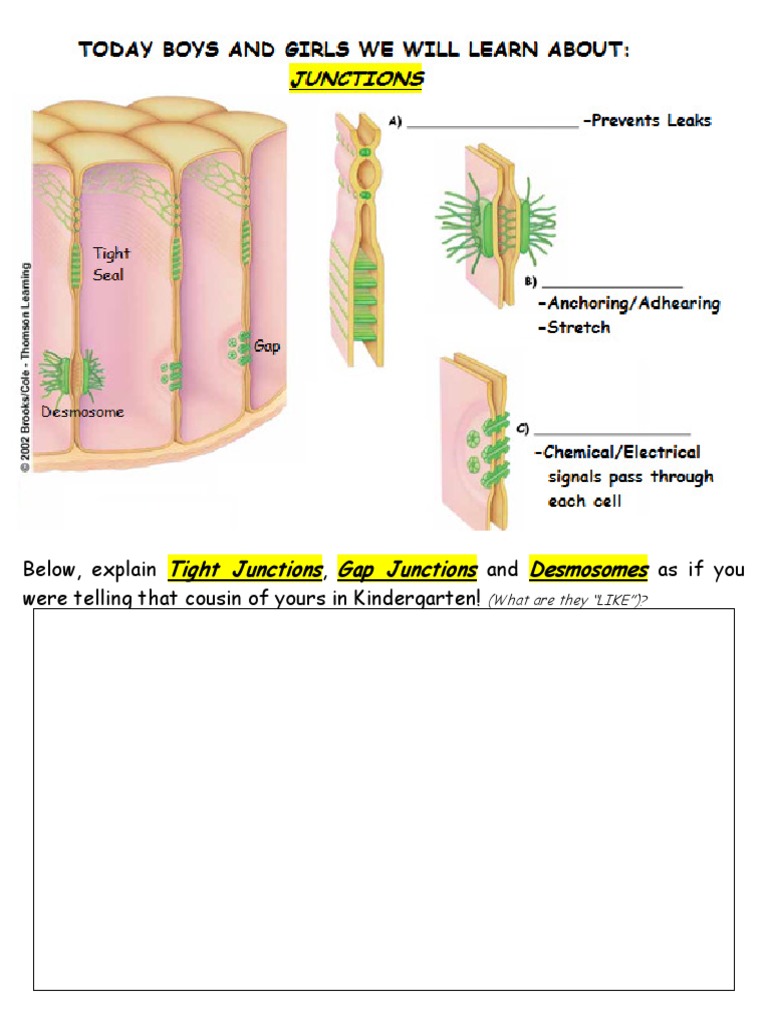 Entire Tissues Unit | PDF | Epithelium | Connective Tissue