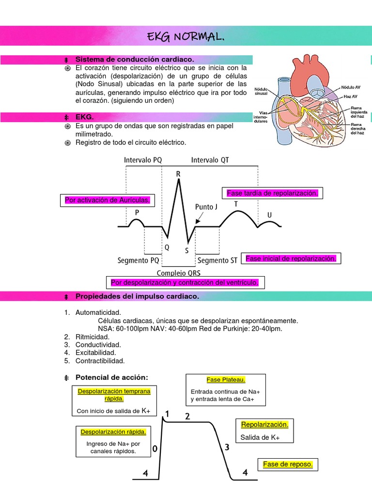 Interpretación del EKG y Circuito Cardíaco | PDF | Electrocardiografia ...