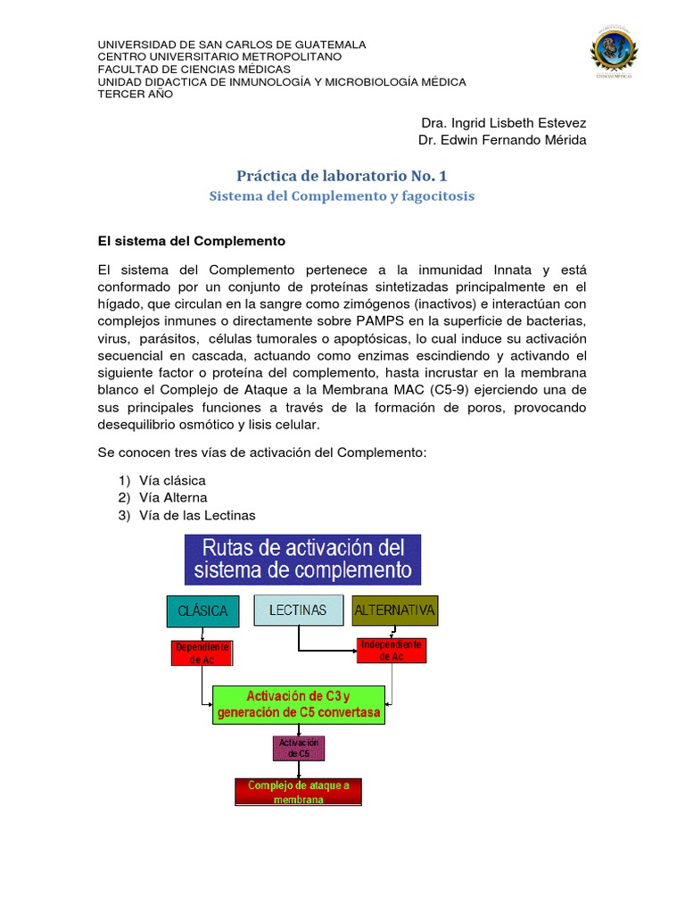Complemento y Fagocitosis en Inmunidad | PDF | Fagocito | Sistema ...