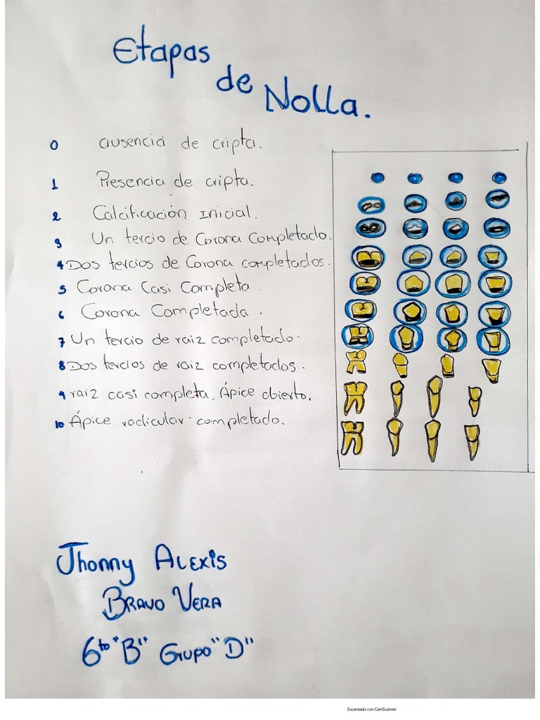 Estapas de Nolla Ortodoncia | PDF