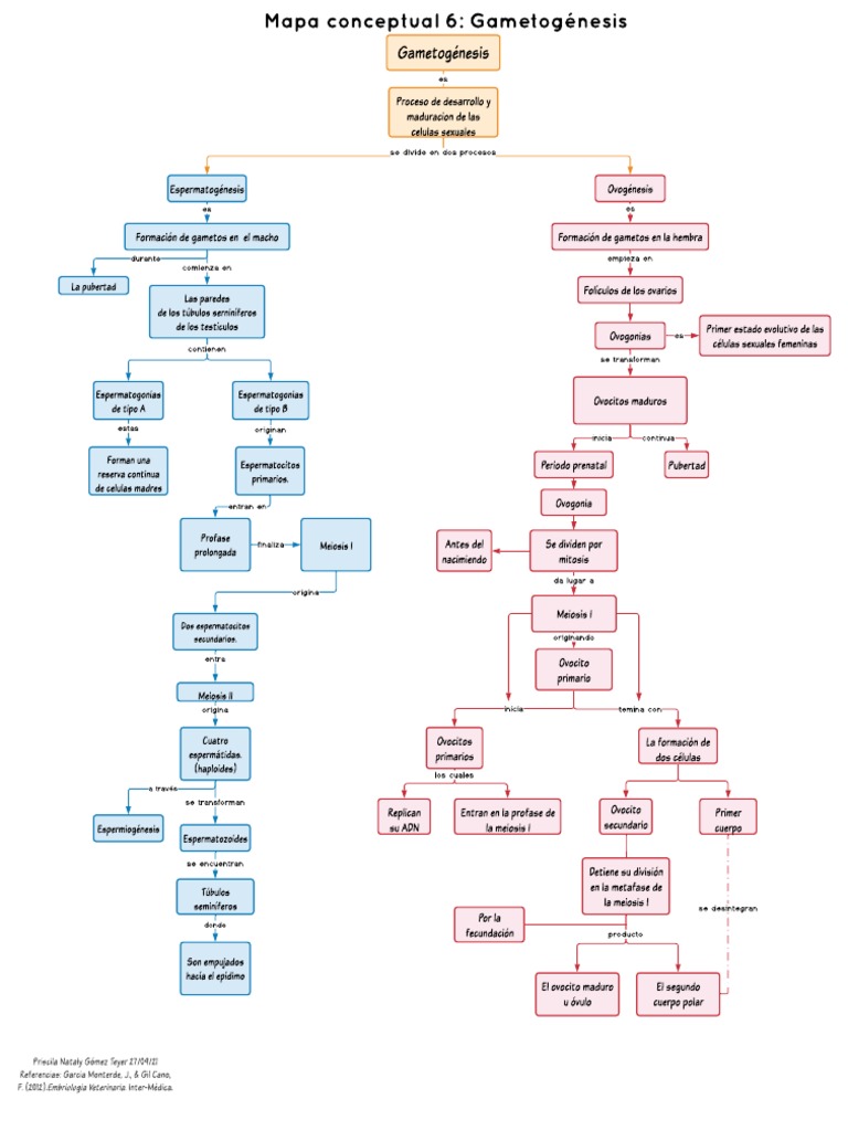 Mapa Conceptual 6. Gametogénesis | PDF | Reproducción | Reproducción sexual