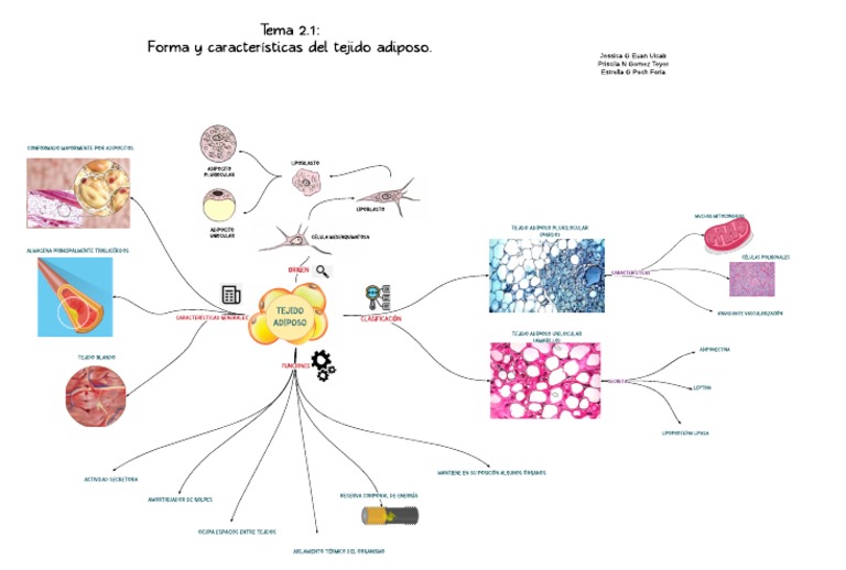 Mapa Mental 2.1 Tejido Adiposo | PDF