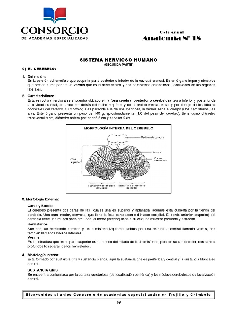 El Cerebelo Y El Tronco Encefálico Estructura Función Y Relaciones