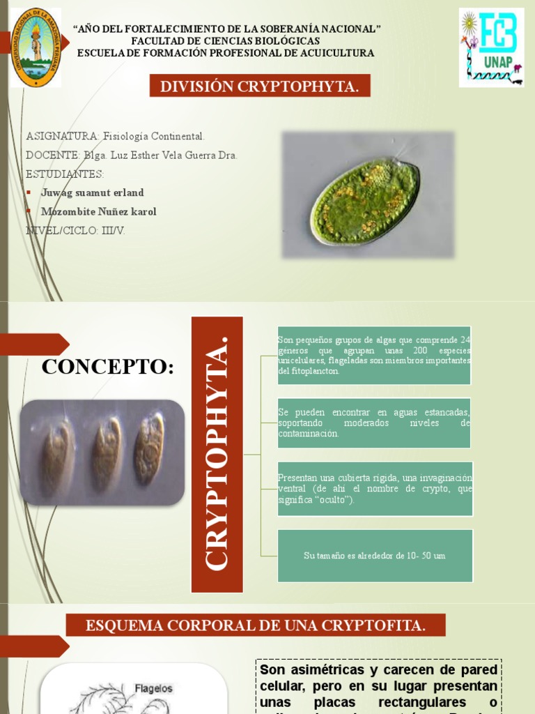 D1vision Cryptophyta | PDF | Biología | Organismos