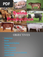 Livestock Judging Techniques Explained | PDF | Livestock | Domesticated ...