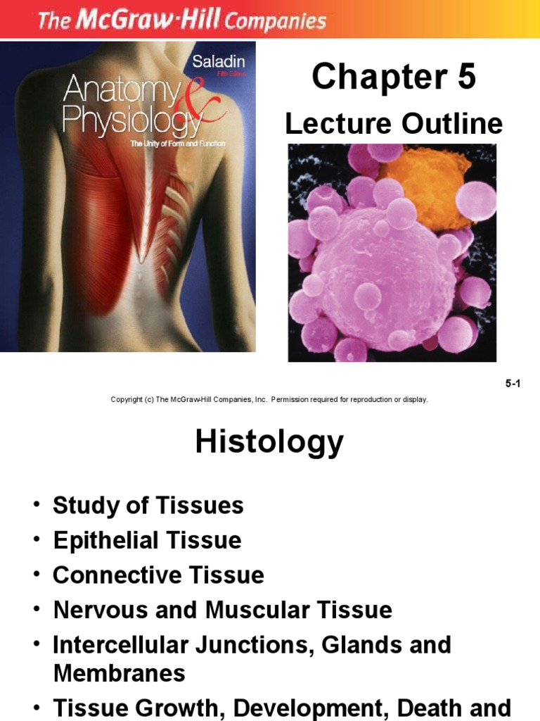 Chapter 5 | PDF | Epithelium | Tissue (Biology)