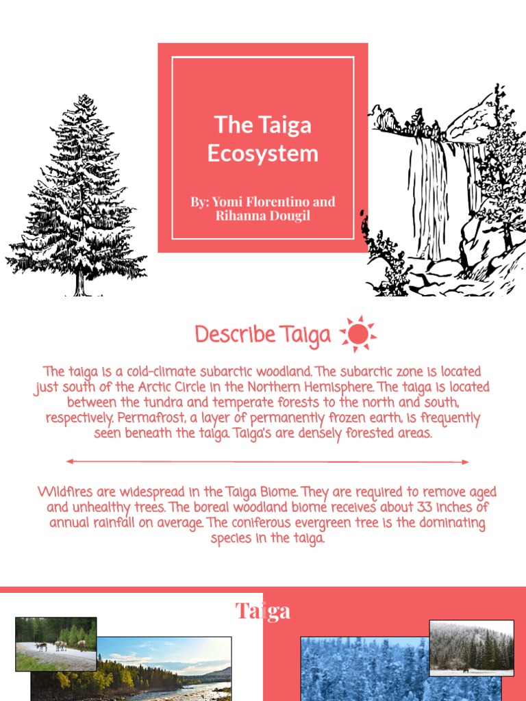 The Taiga Ecosystem: By: Yomi Florentino and Rihanna Dougil | PDF ...