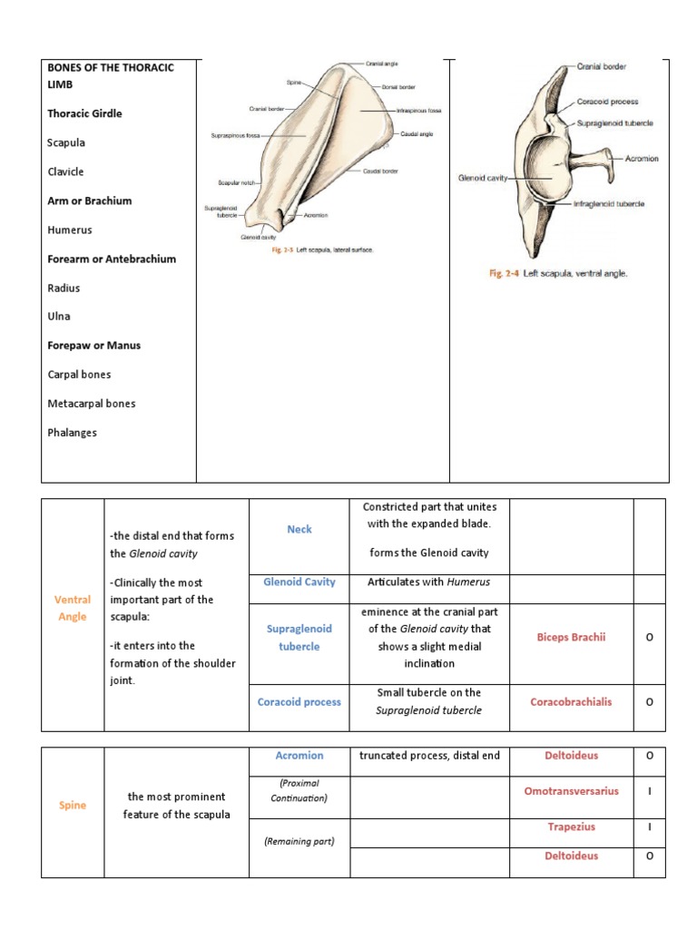 Bones of The Thoracic Limb | PDF | Elbow | Musculoskeletal System