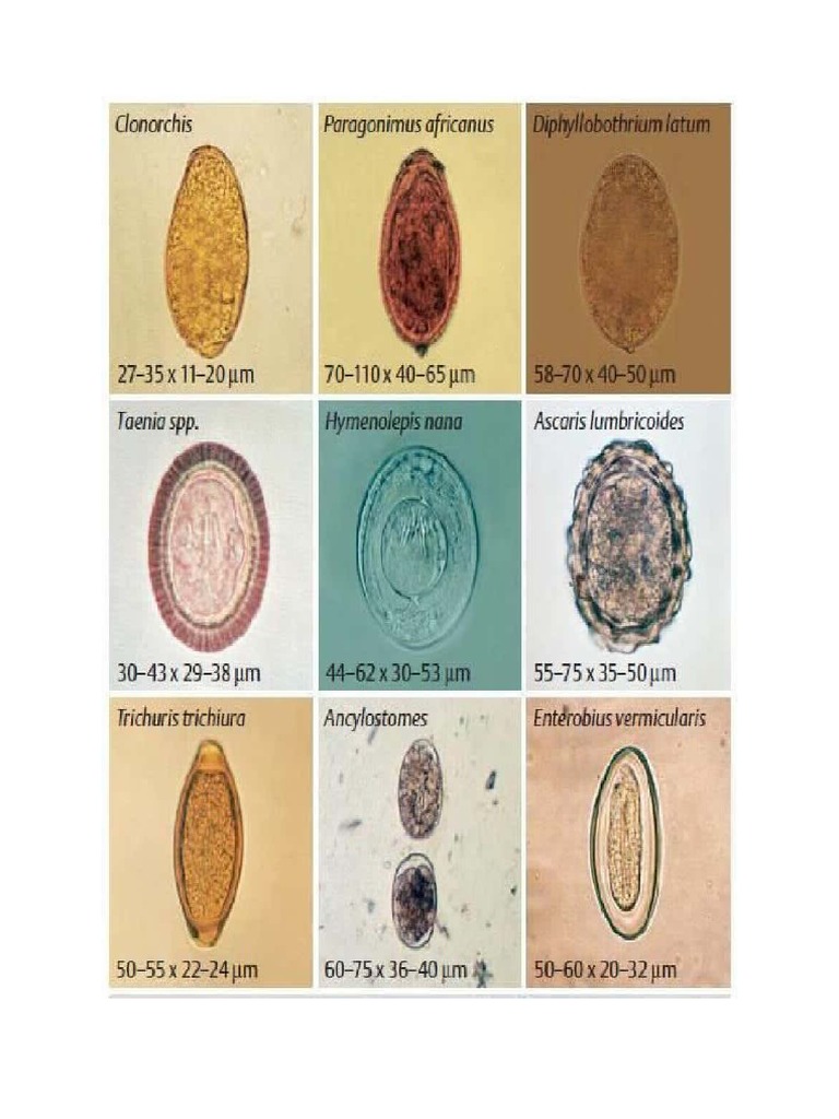 Telur Cacing Enterobius Fermicularis | PDF
