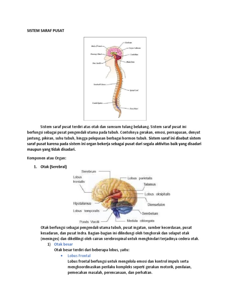 Sistem Saraf Pusat Dan Sistem Saraf Tepi | PDF | Pengembangan Diri