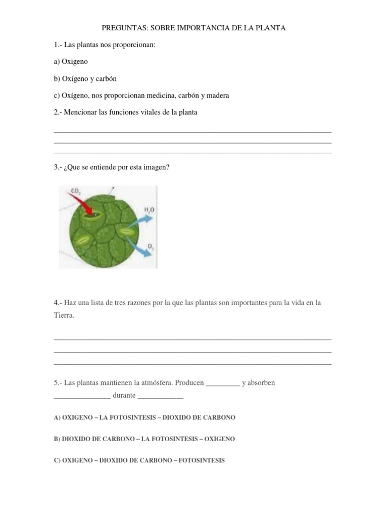Importancia de Las Plantas | PDF
