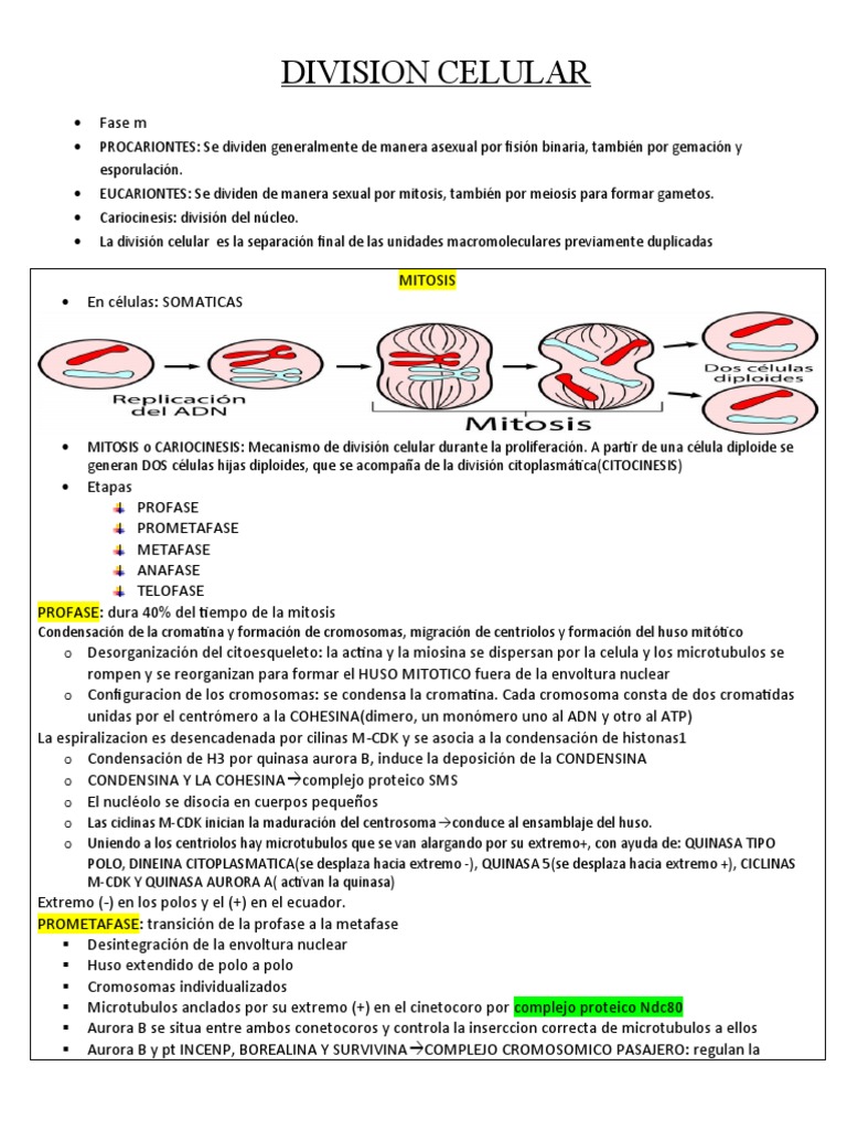 Division Celular | PDF | Mitosis | Bioquímica