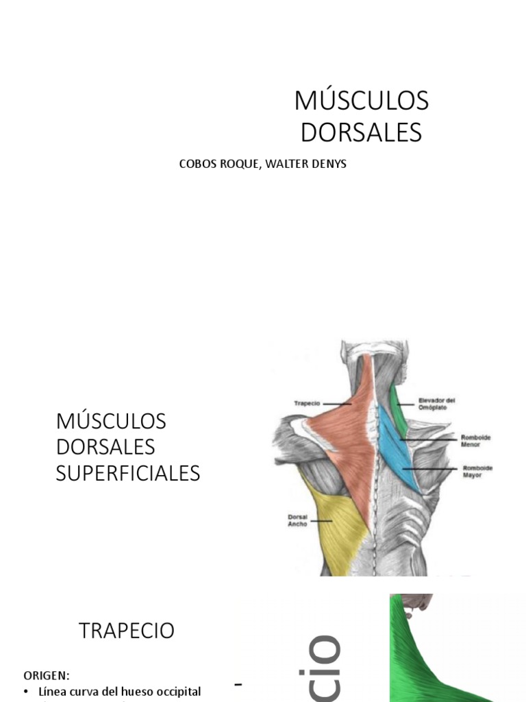 Músculos Dorsales | PDF | La columna vertebral | Anatomía