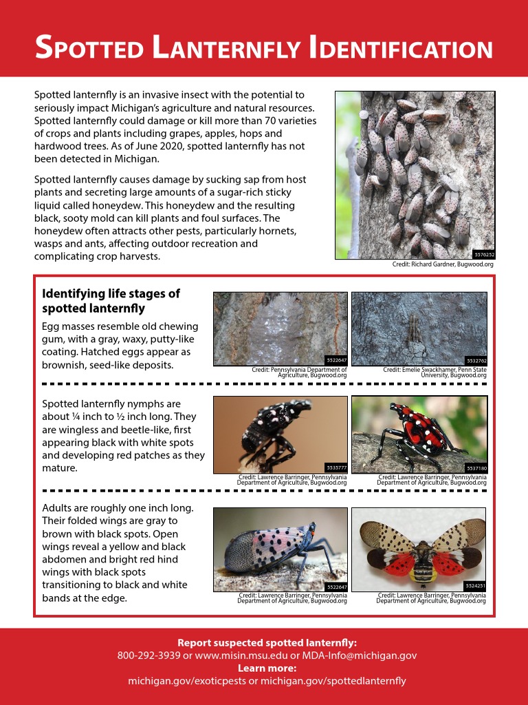Spotted Lanternfly Identification | PDF | Insects | Pest (Organism)