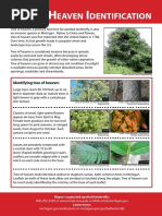 Molave Tree: Benefits and Growing Guide | PDF | Trees | Plants