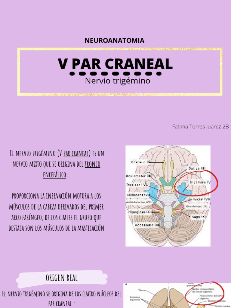 V Par Craneal | PDF