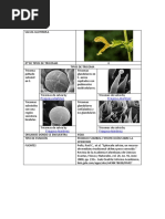 Tricomas_ qué son, función y tipos - ecologiaverde.com | PDF | Plantas ...