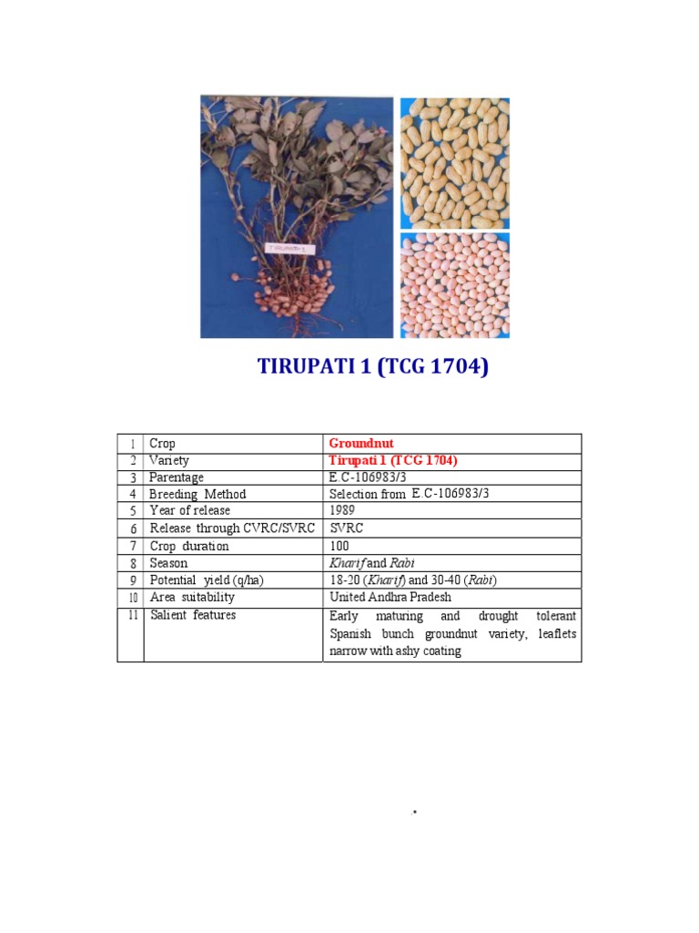 Groundnut | PDF | Peanuts | Plant Breeding
