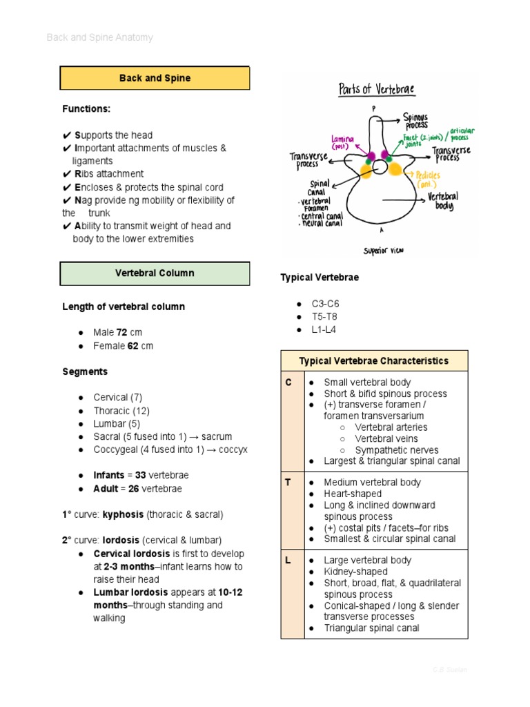 Back and Spine Anatomy | PDF | Vertebra | Vertebral Column