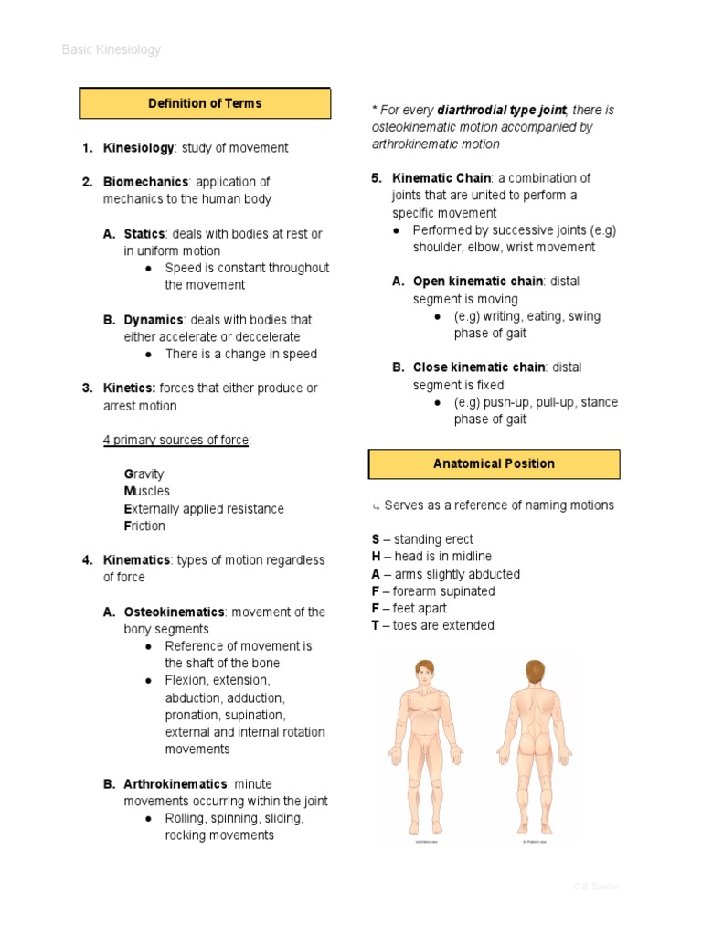Basic Kinesiology | Download Free PDF | Anatomical Terms Of Motion | Joints