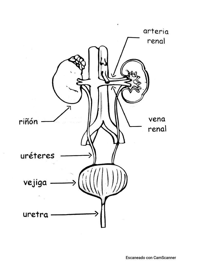 Sistema Excretor | PDF