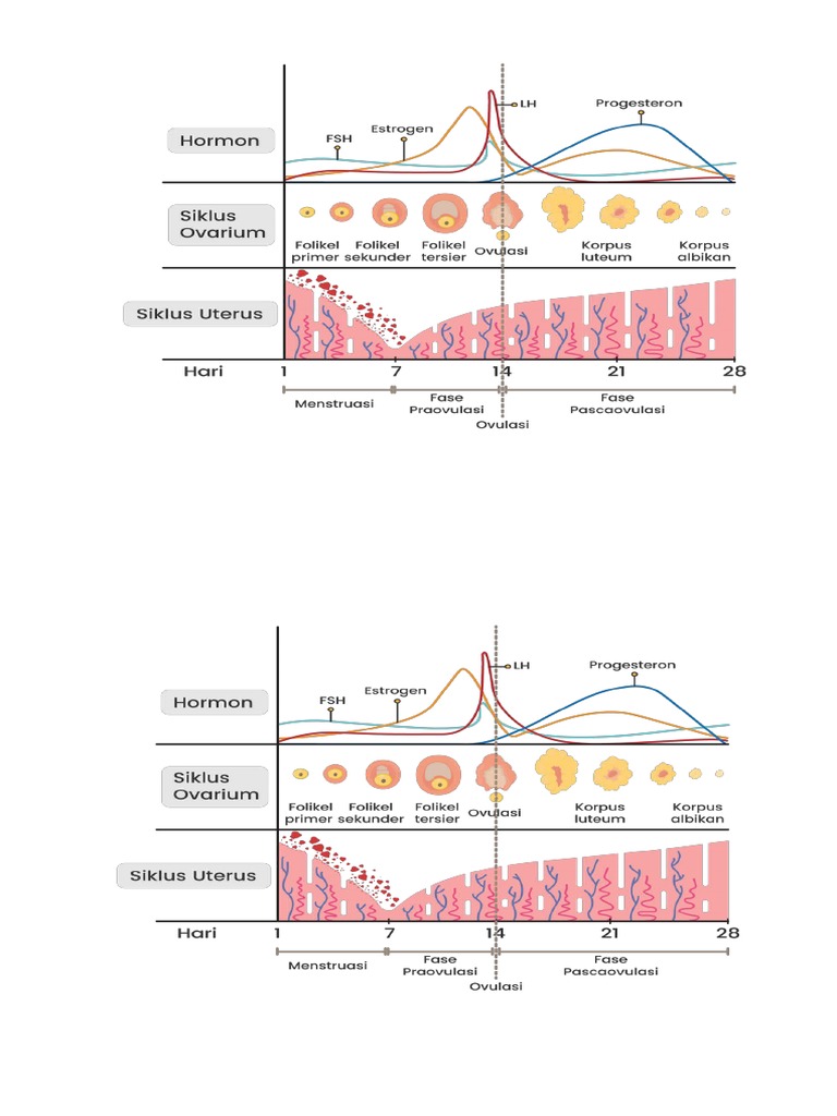 Fase Menstruasi | PDF