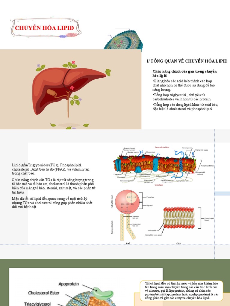 CHUYỂN HÓA LIPID | PDF