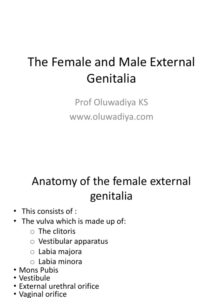 4 The Female and Male External Genitalia Diya | PDF | Clitoris | Vagina